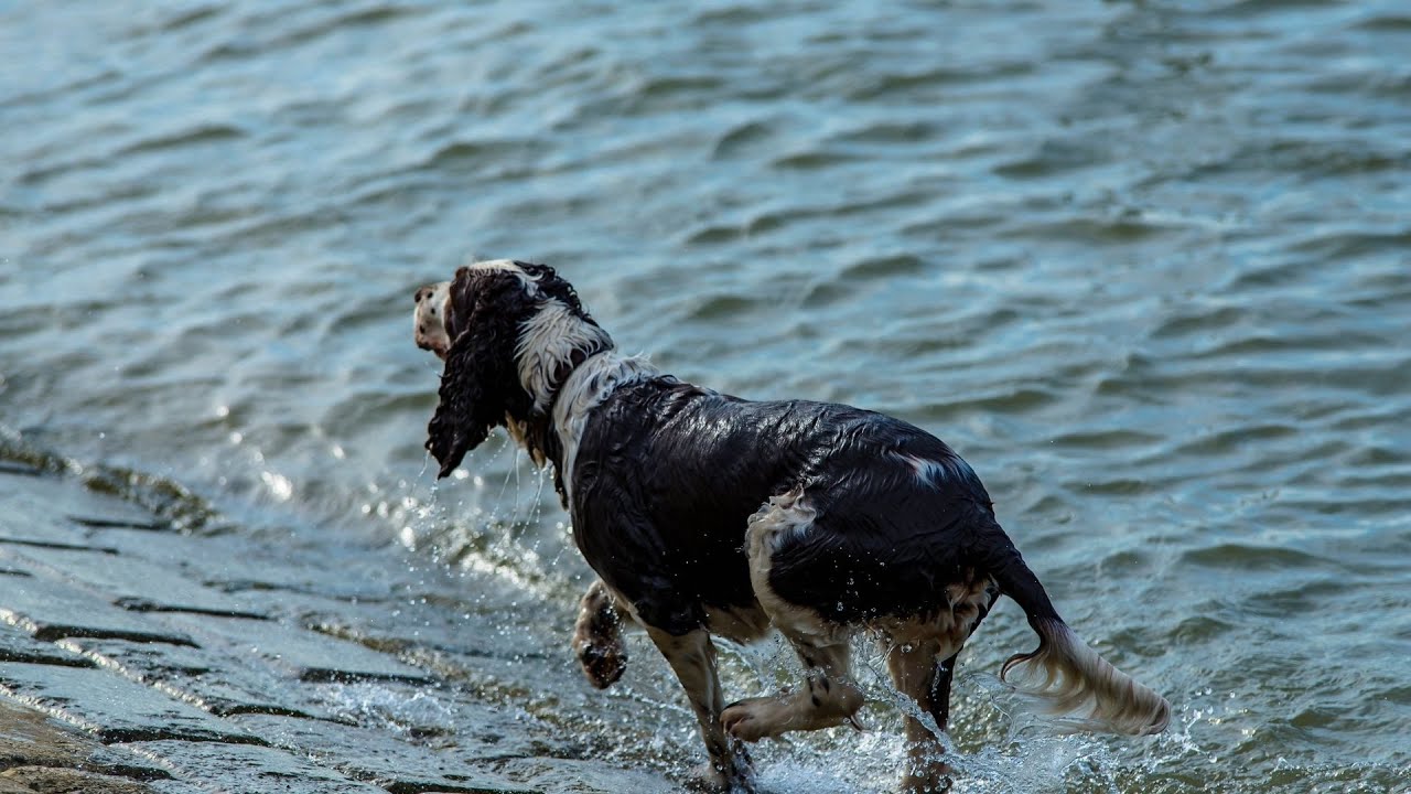 Exercise Requirements for the English Springer Spaniel - YouTube