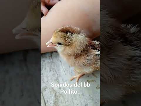 Sonidos del bb Pollito. - YouTube
