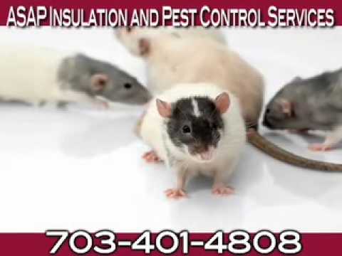 ASAP Insulation & Pest Control Services , Stephens City, VA - YouTube