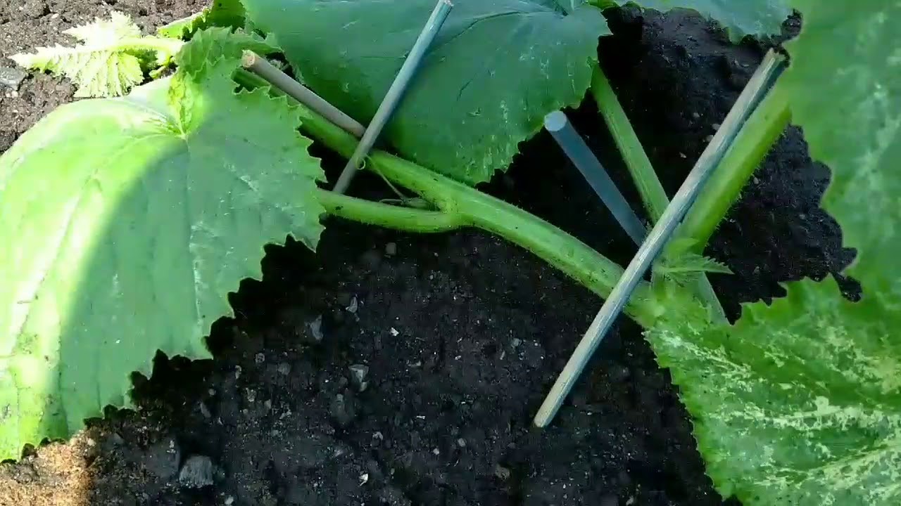 Geordie Giant Veg / preparing the Giant Marrow Patch and gravity fed ...