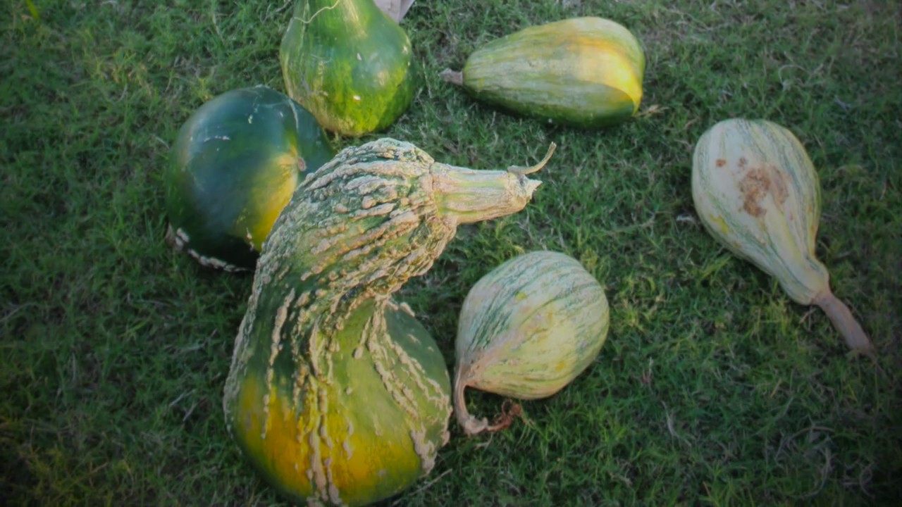 Tohono O'odham Squash Planting | Ajo Center for Sustainable Agriculture ...