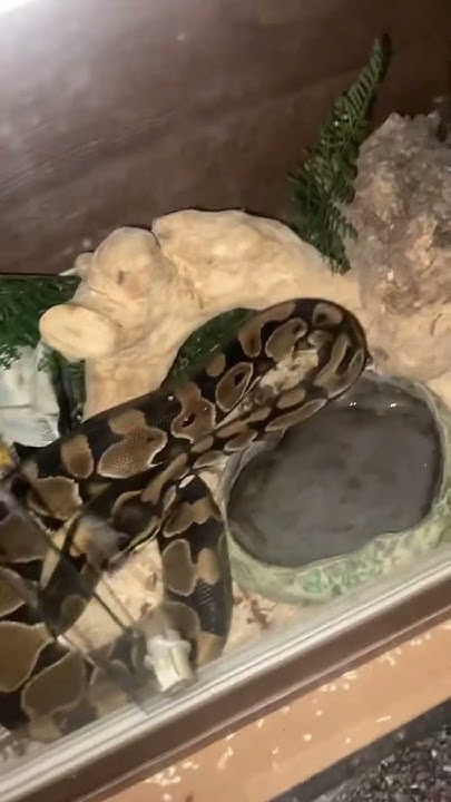 How do snakes digest food?? #animals #shorts #animalshorts #animallover ...