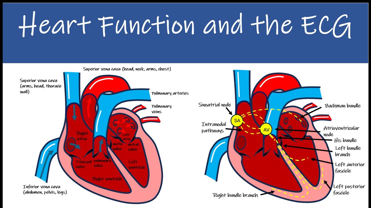 Heart Function and the ECG in 10 minutes - YouTube