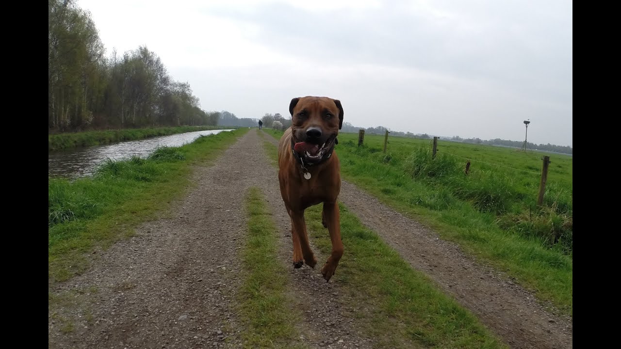 Rhodesian Ridgeback running through the countryside Part Two - YouTube