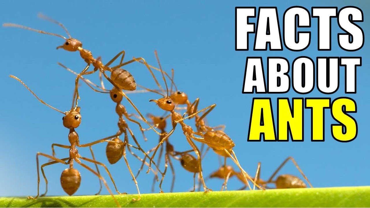 10 Fun & Interesting Facts about ANTS - YouTube