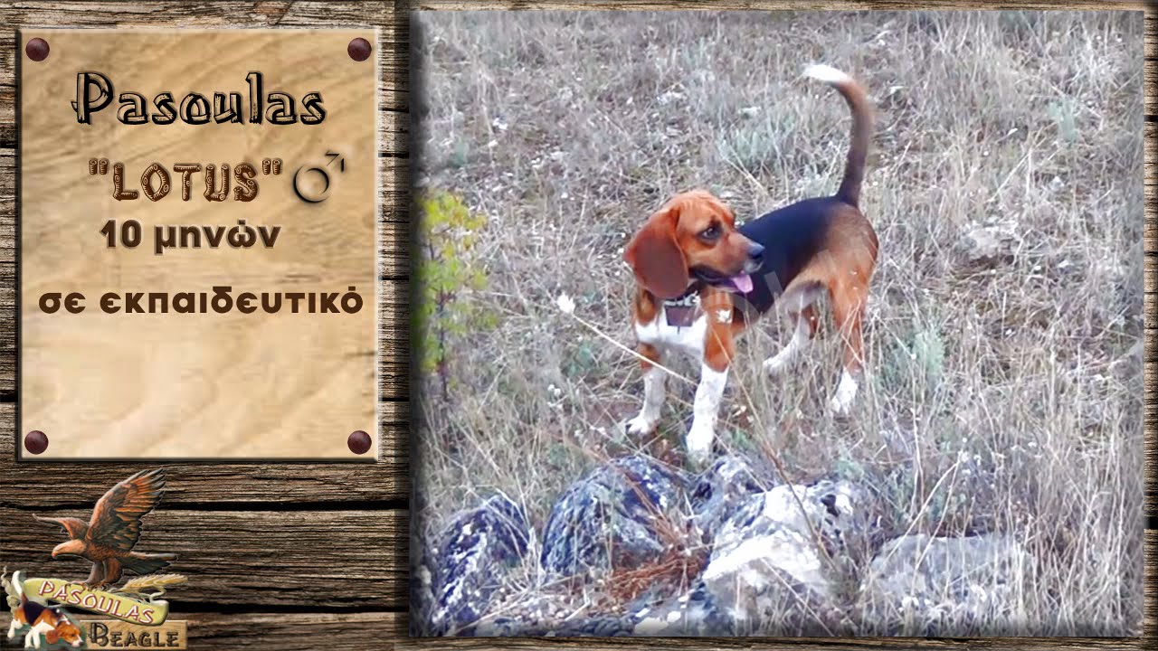 BEAGLES Pasoulas "LOTUS" & Pasoulas "TOBBER", σε ΕΚΠΑΙΔΕΥΤΙΚΟ ΛΑΓΟΥ ...