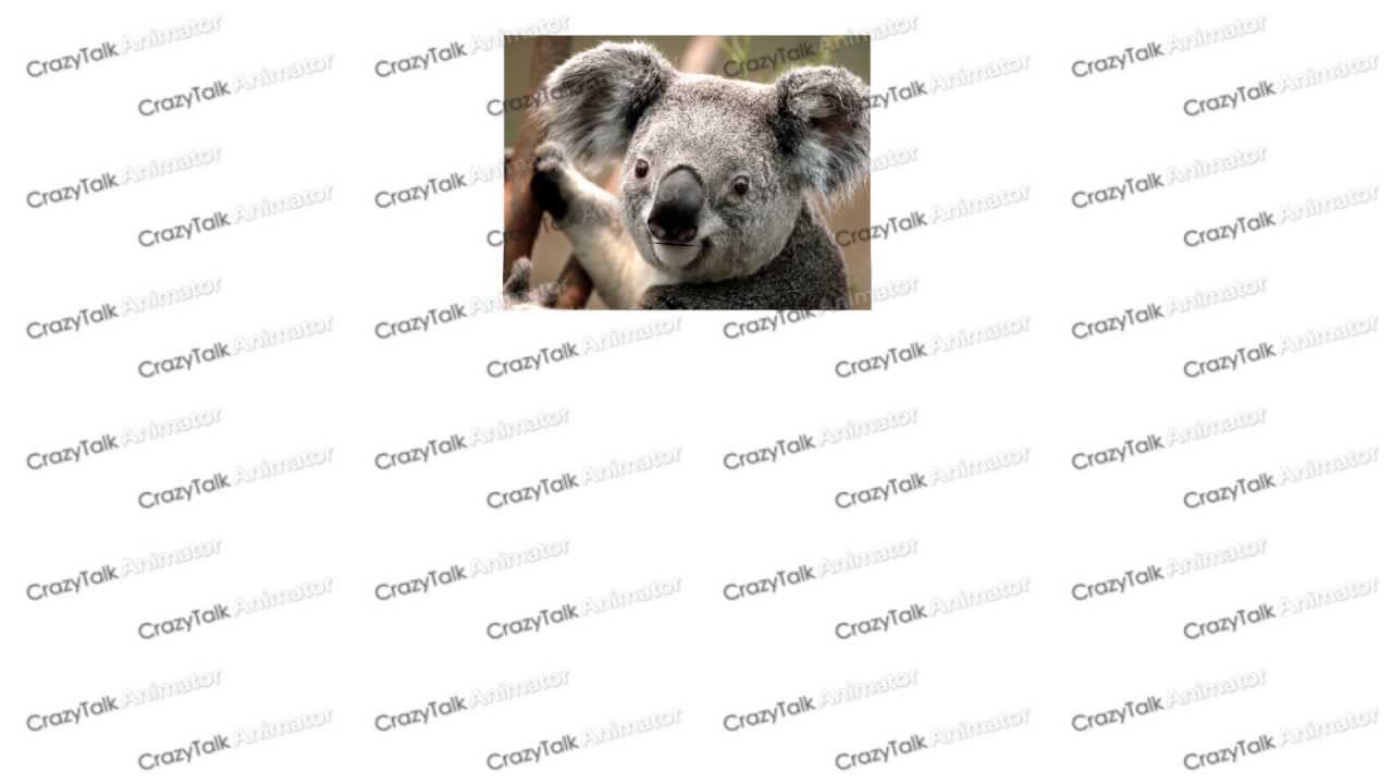 talking koala bear. - YouTube