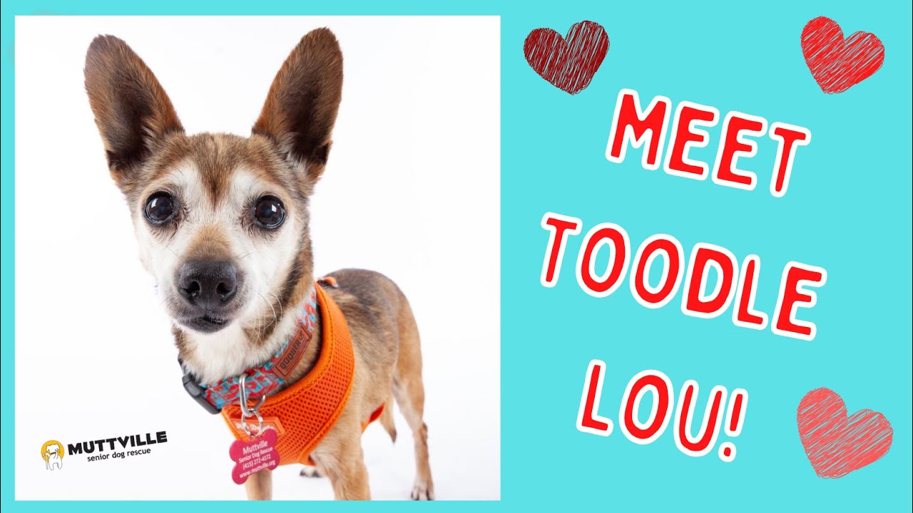 Toodle Lou, a 12-year-old female Chihuahua at Muttville - YouTube