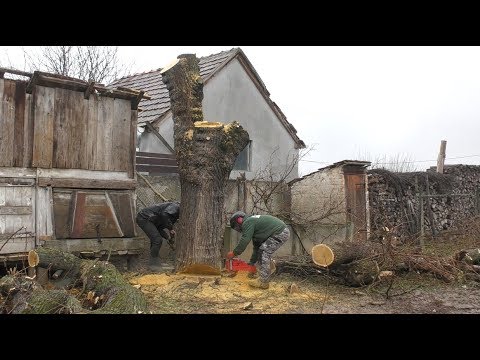 FŰRÉSZMÁNIA: A KÖZEL 80 ÉVES SZEDERFA,AZAZ EPERFA ESETE - YouTube