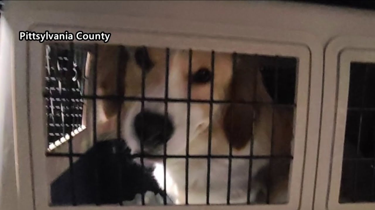 Special rescue for Pittsylvania Pet Center - YouTube
