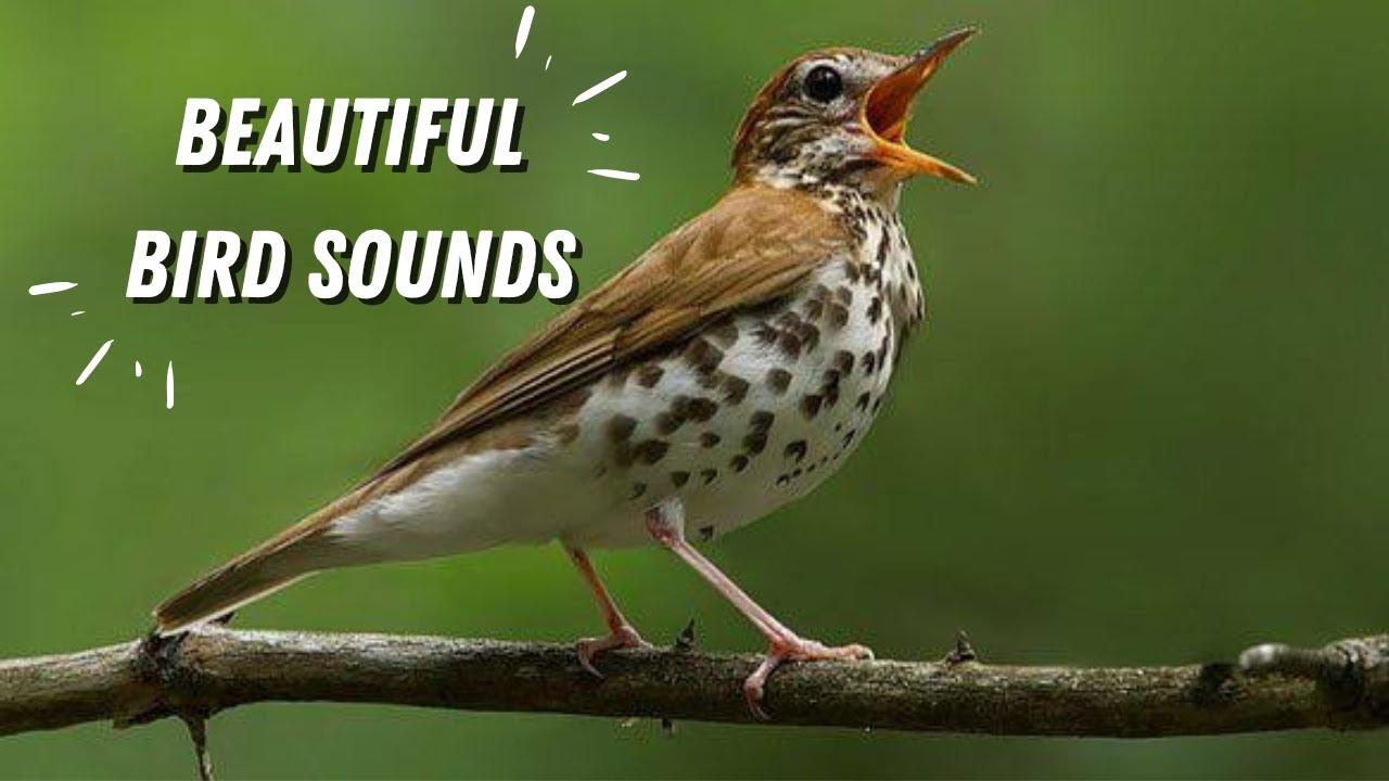 Beautiful Bird Sounds - YouTube
