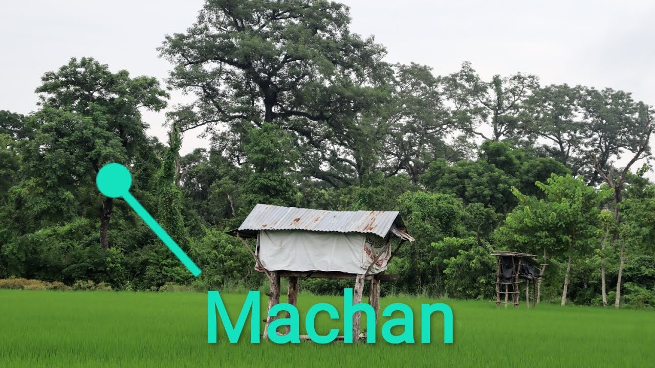 Machan - YouTube