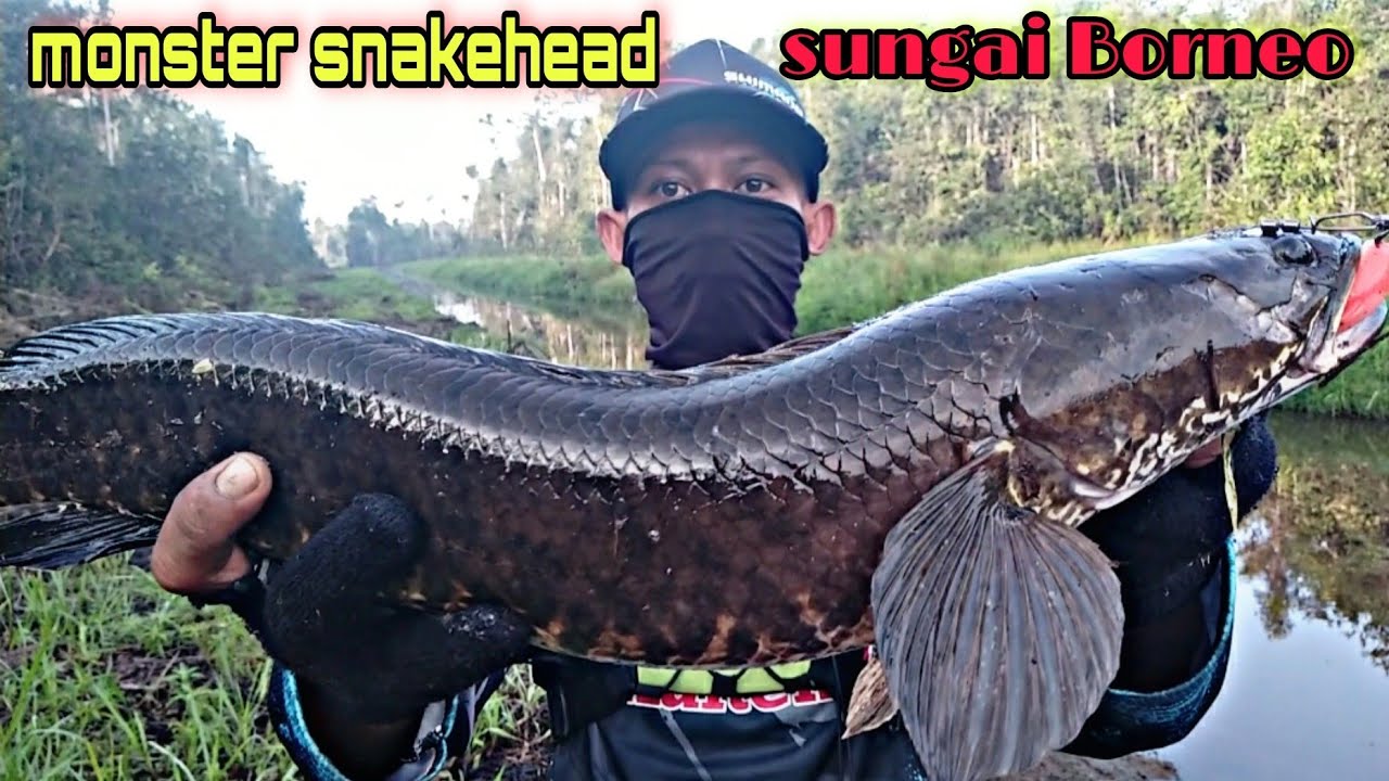 Monster🔴SNAKEHEAD🔴penghuni sungai BORNEO - YouTube