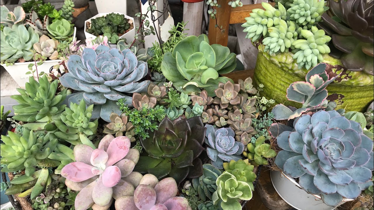 SUKULEN GABUNGAN ANEKA JENIS | MIXED SUCCULENT GARDEN 4K 다육이들 多肉植物 ...