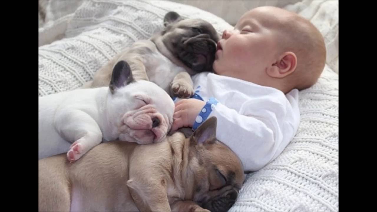 Animais e bebês fofos - YouTube