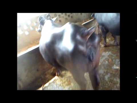 mani dairy farm banga dist.nsr punjab india.. - YouTube