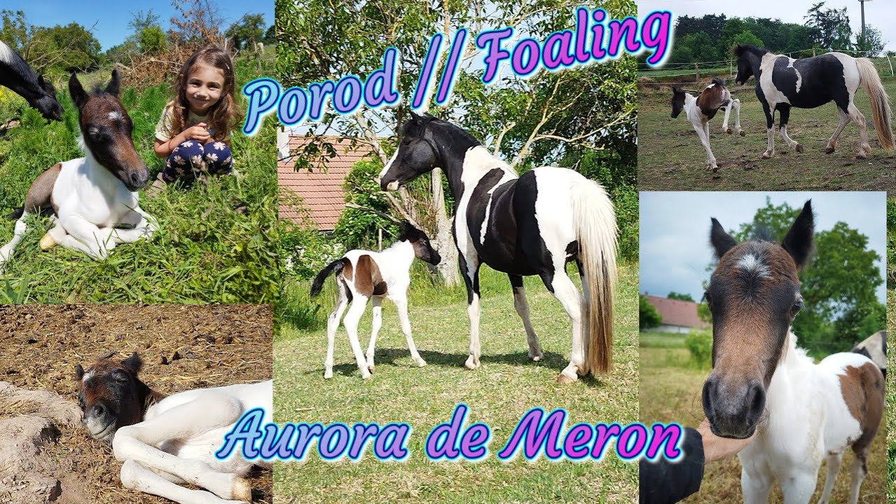 Porod - Aurora de Meron, Foaling our second Filly 😁 ️ *30.5.2023 - YouTube