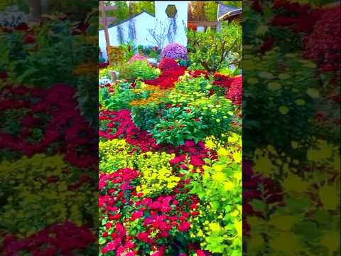 Colorful Natural Flowers Collection Flowers for Happiness\