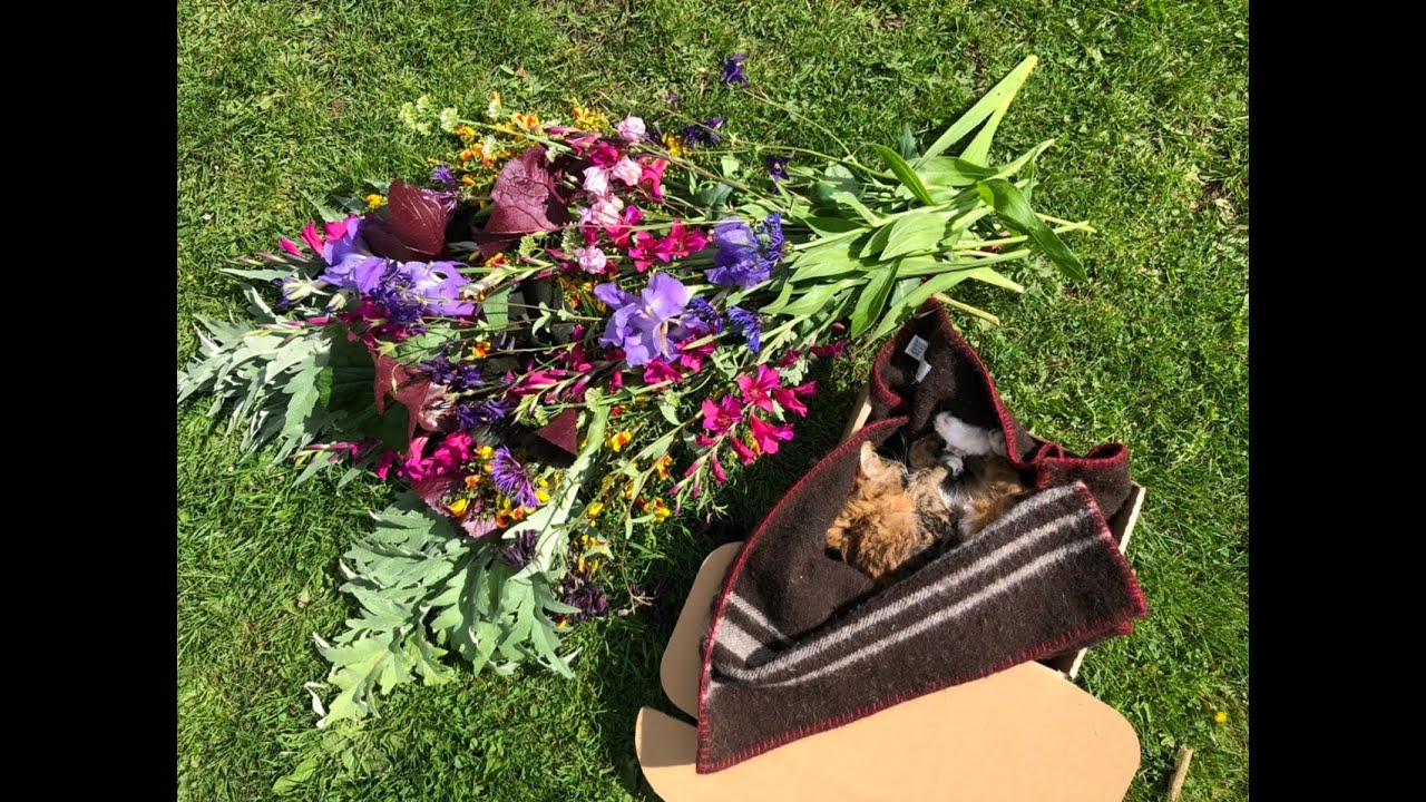 Miss Marley died in my arms last night. I buried her next to Bodacious ...