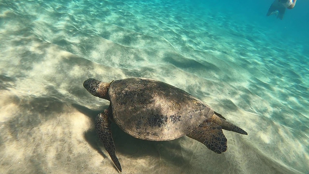 Found another turtle - YouTube