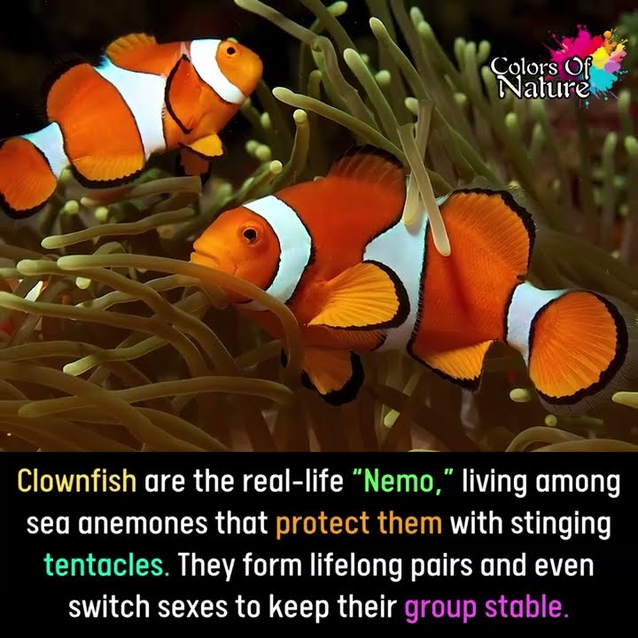 The Real-Life "Nemo" Is More Incredible Than the Movie #shortsfeed # ...