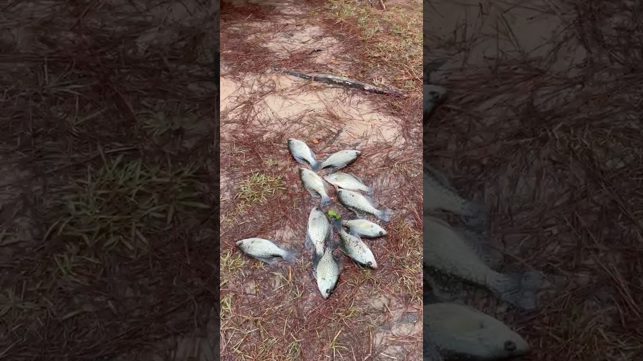 VOLUME UP! FISHING REPORT FROM GRANDPA! CRAPPIE ARE BITING IN THE ...