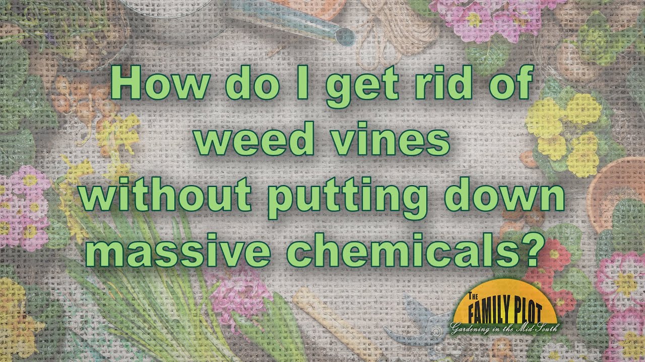 How do I get rid of weed vines without using lots of chemicals? - YouTube