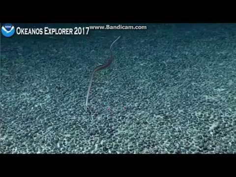 Okeanos Dive 3 Johnston Atoll 2,600 meters