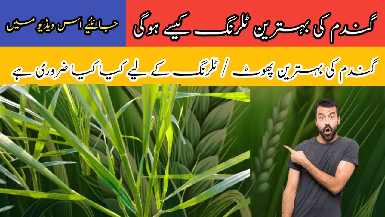 Wheat Crop Tillering: Essential Methods & Facts - YouTube