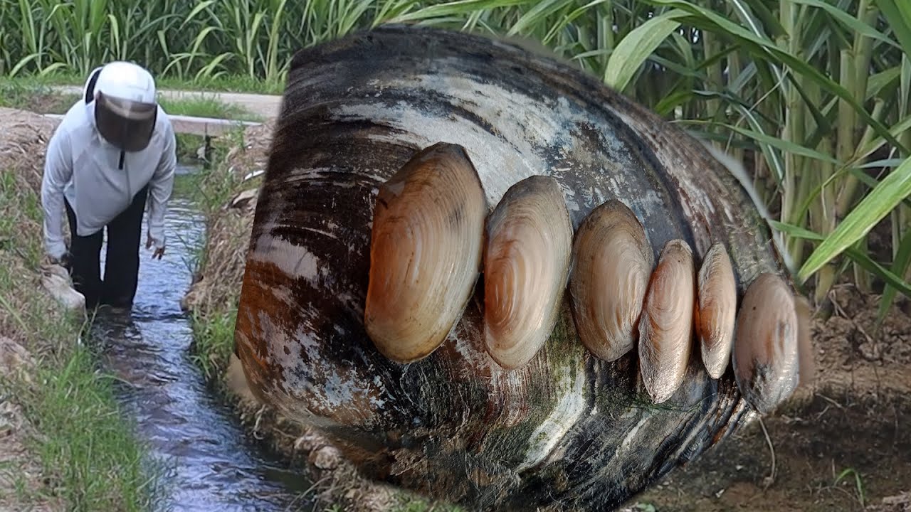 The mother clam is rich in pearls, and the quality of the pearls it ...