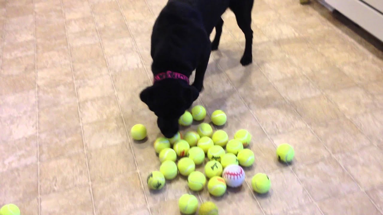 Black Lab gets 38 Tennis Balls for Christmas - CAN'T CHOOSE - YouTube