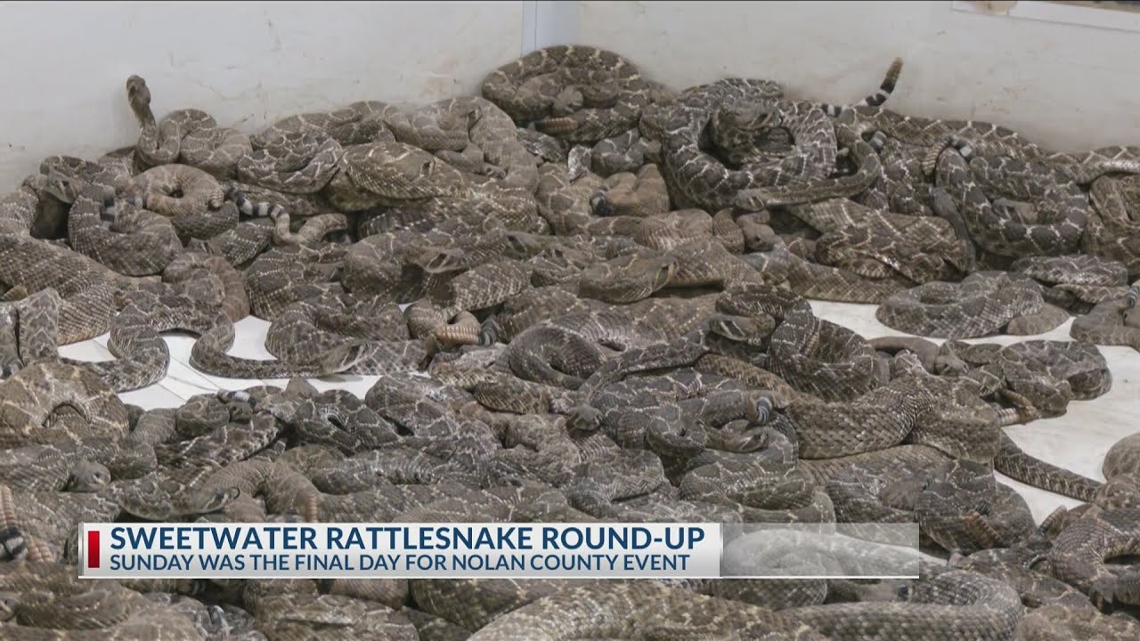 Sweetwater Rattlesnake Roundup: A West Texas Tradition - YouTube