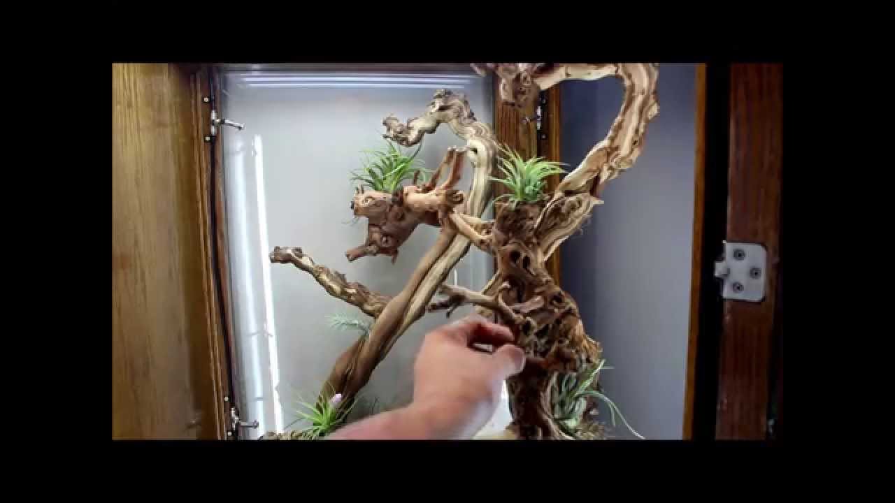 Custom Built Chameleon Cage Vivarium - Ambilobe Panther Chameleons ...