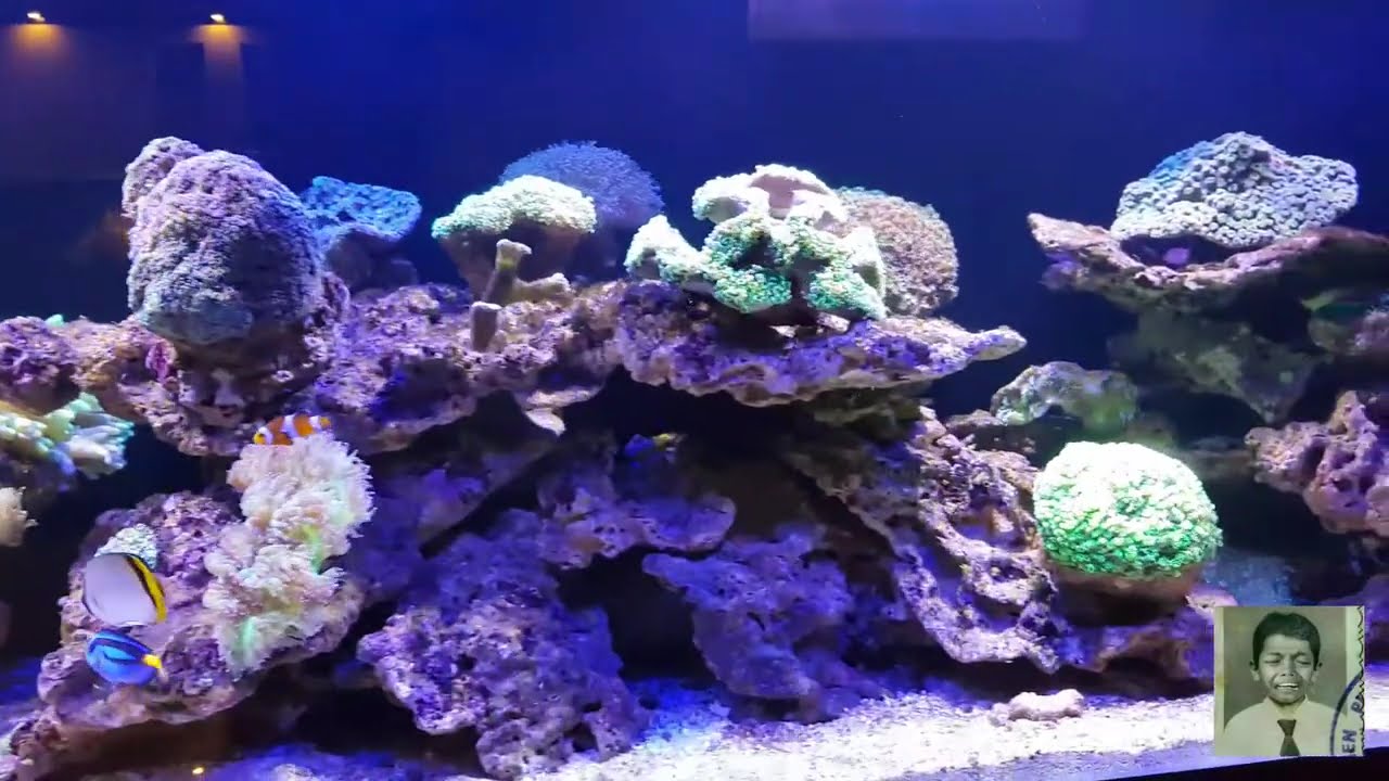 Aquarium Sea Water 2 meter with Aquascape - YouTube