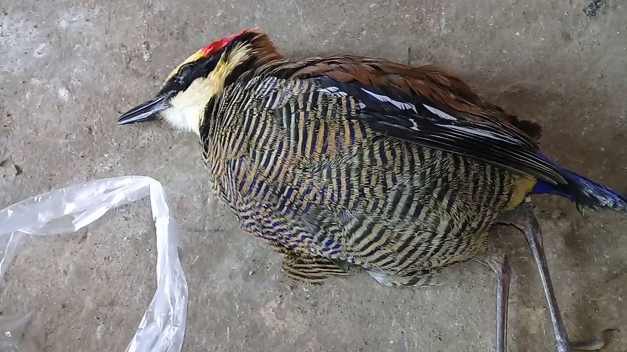 Burung mati masih di kasih makan juga 😂 - YouTube