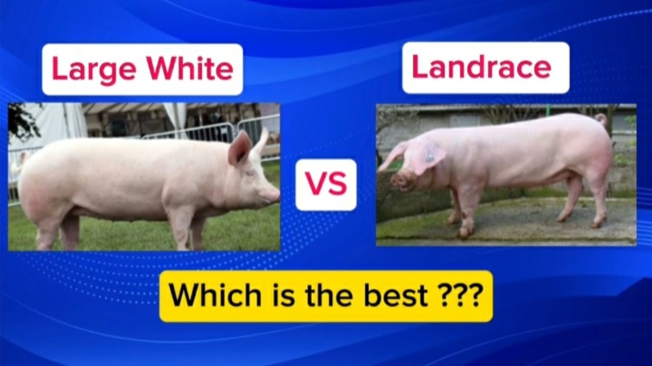 Large White Pig VS Landrace | Which Is Better For Commercial Pig ...