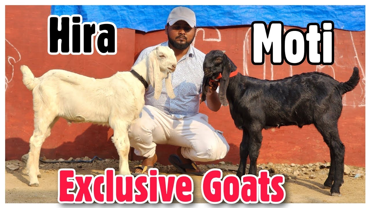 Hira Moti Exclusive Goat Collection In Mumbra | Extreme Quality ...