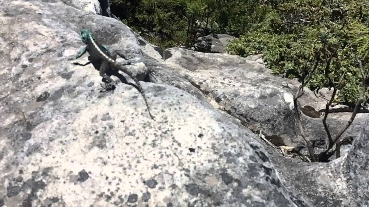 Agama Lizard Table Mountain - YouTube