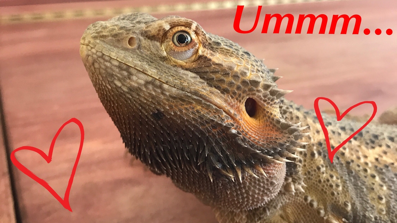 SHE KISSES A LIZARD! - YouTube