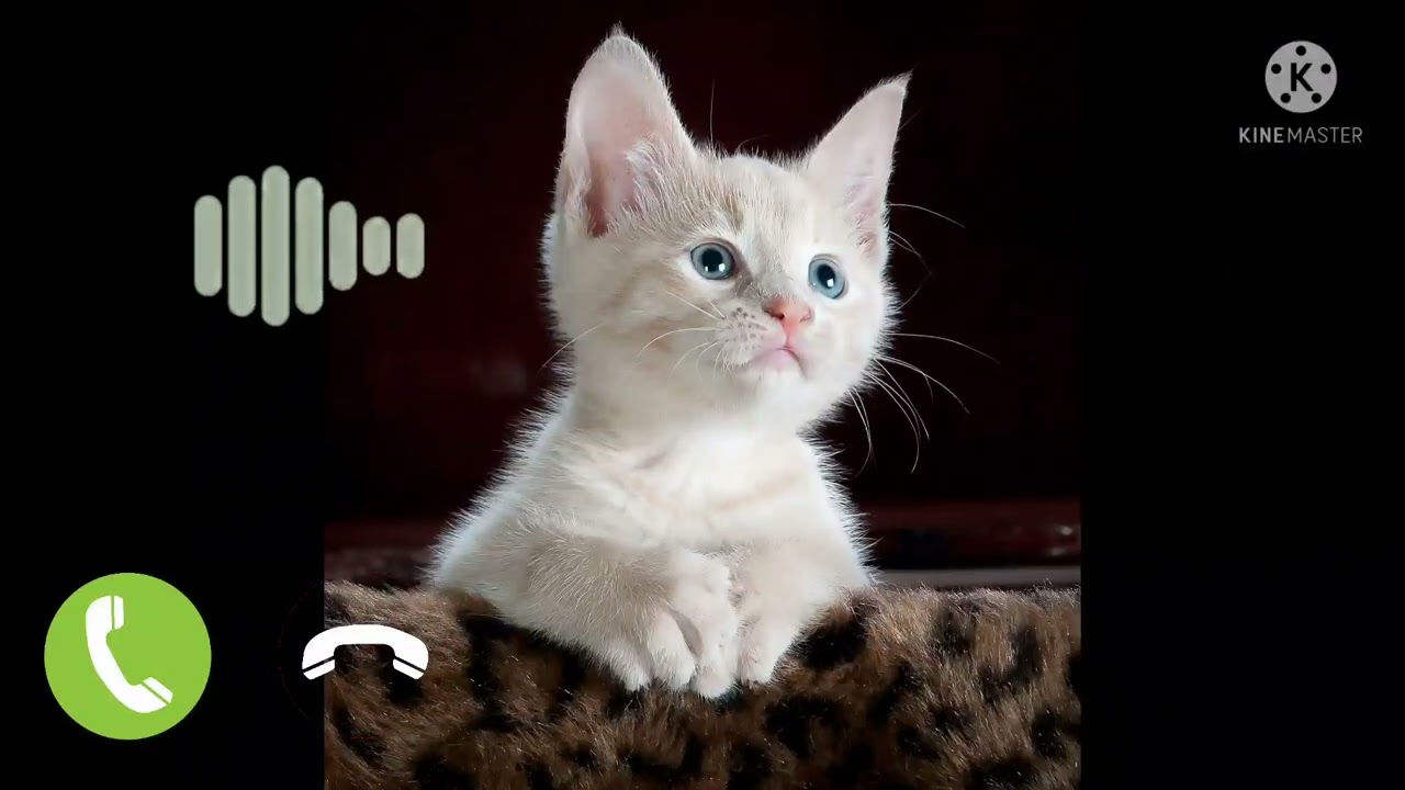 New cut cat ringtone #Ringtone Cat Ringtone - YouTube