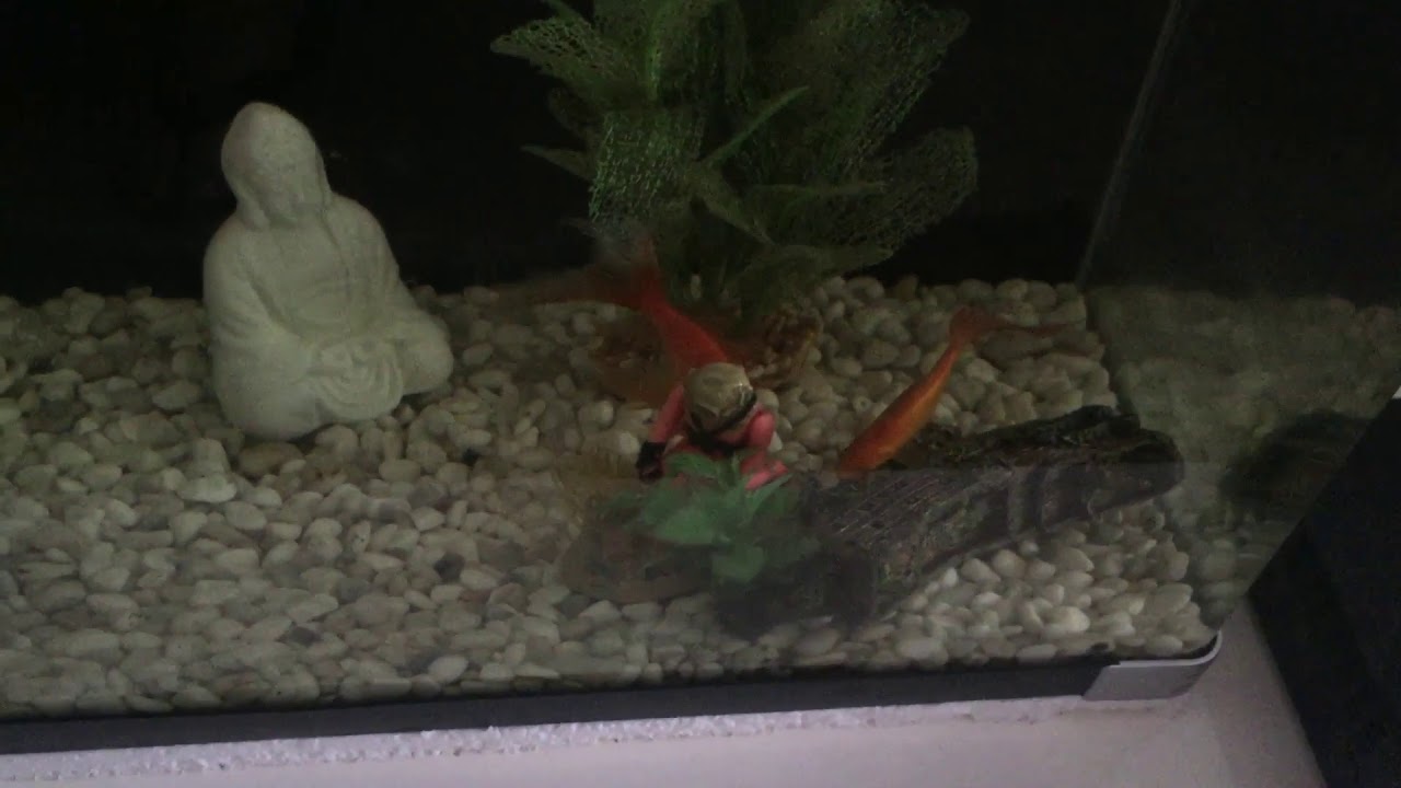 Why fish stunt Growth in small tanks - YouTube