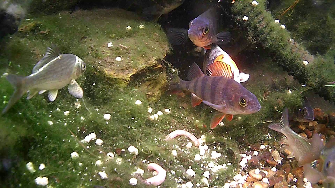 Go pro perch footage - YouTube