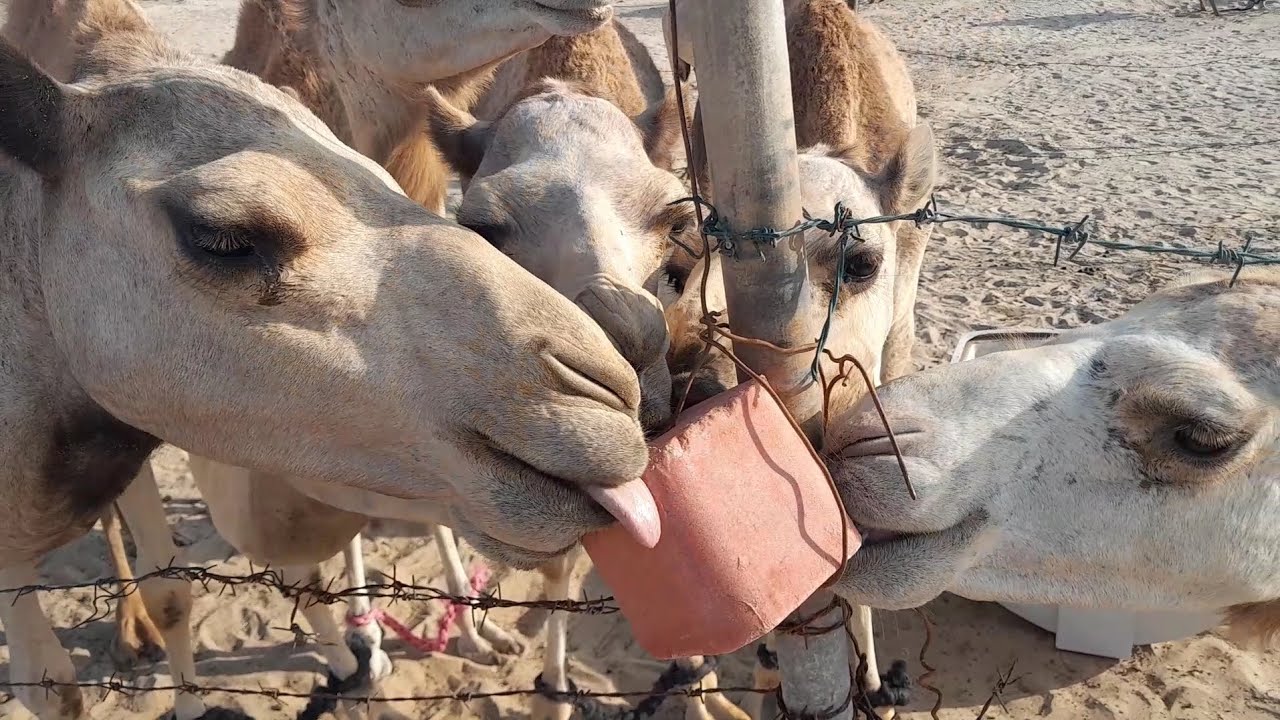 Camel eats salt - YouTube