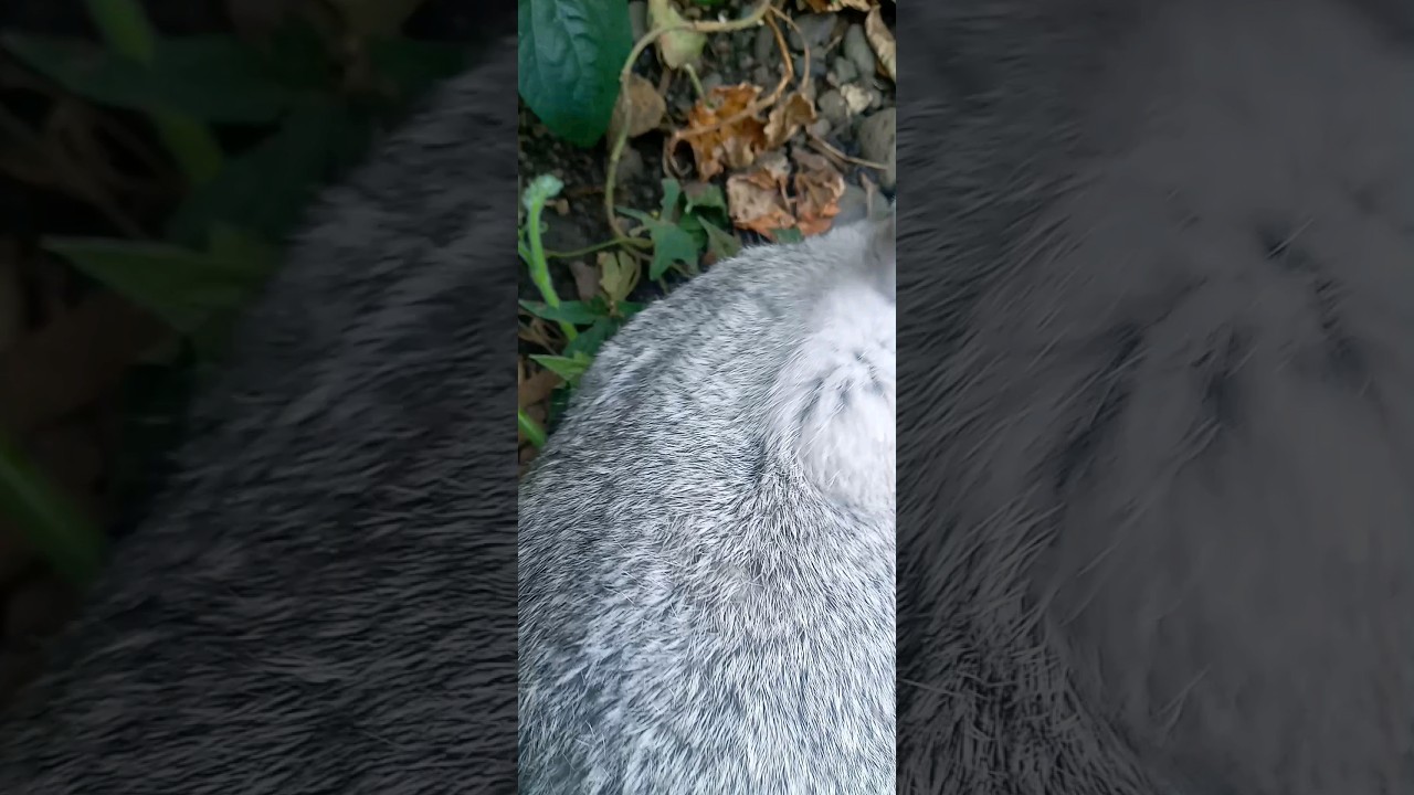 hala kuracha milagring lucky gi harvest na ninyu ang stringbeans - YouTube