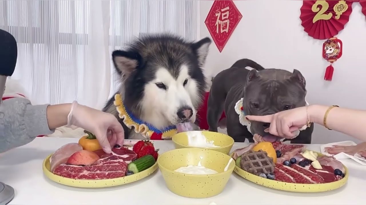 Best ASMR Dogs in the World reviewing food | Dogs Mukbang asmr Eating ...