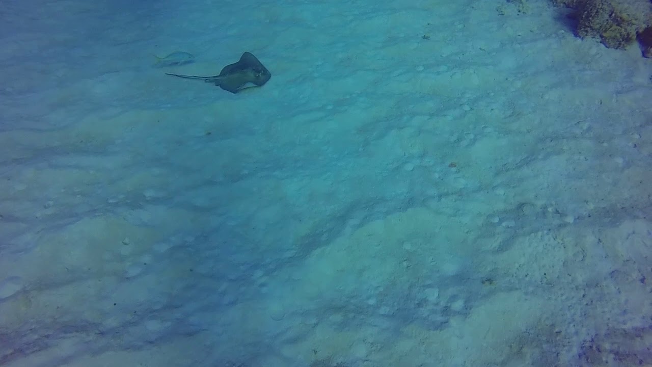 ray swimming - YouTube