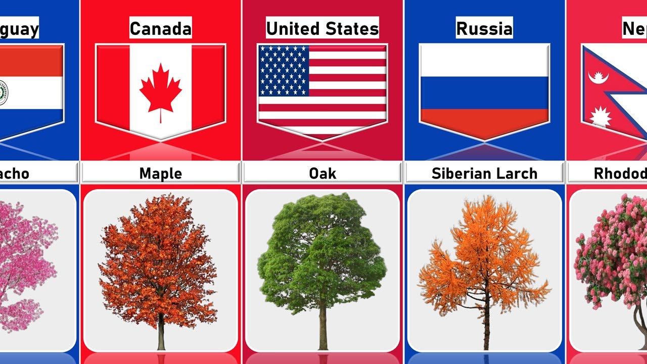 National Trees From Different Countries - YouTube