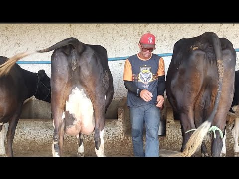 HUGO ENSINA A ESTUDANTE TIRAR LEITE DA VACA CANADÁ E ELA PURO NO CURRAL ...