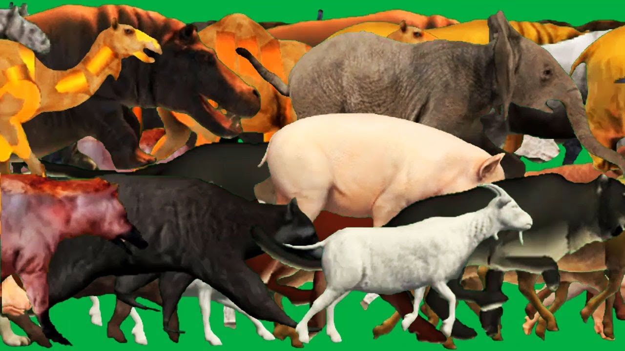Animals Stampede Running and Walking Green Screen Blue Screen Best HD ...