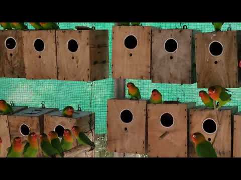 Wild type green fishers colony || boxes installed || breeding season ...